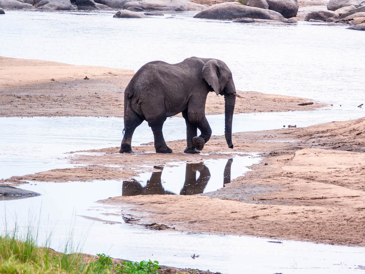 About SWC - Serengeti Wilderness Calls