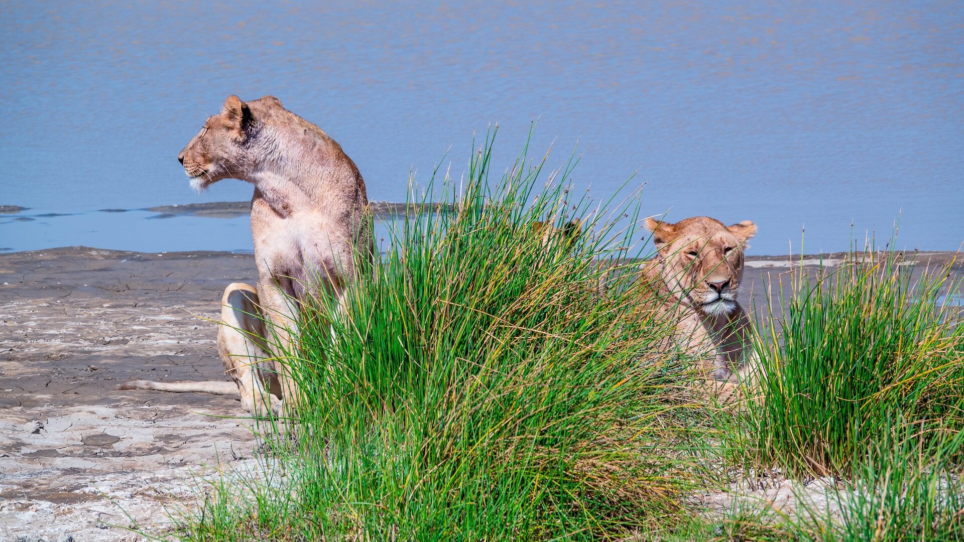 Saadani National Park | Serengeti Wilderness Calls